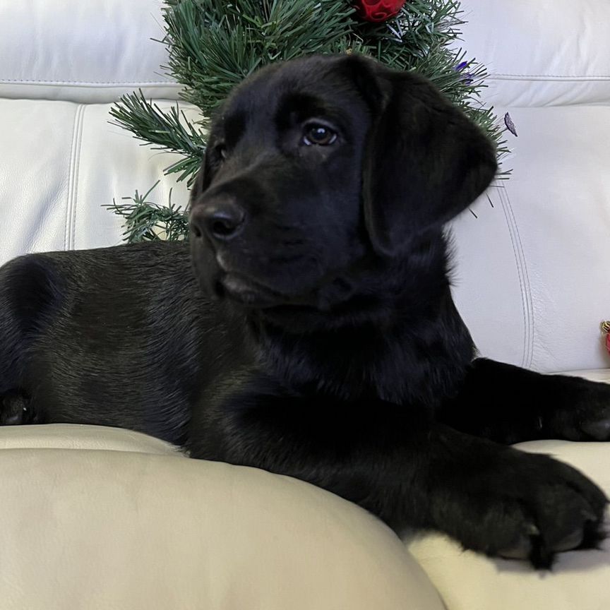 Лабрадор-ретривер, щенок