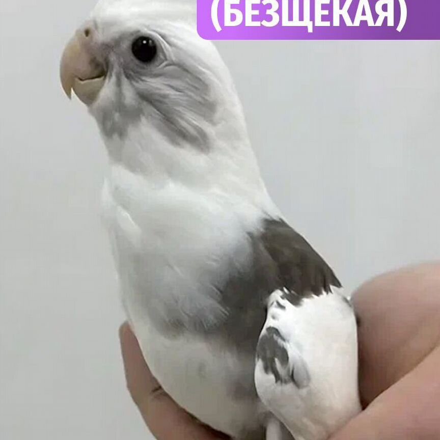 Попугай Корелла безщекая