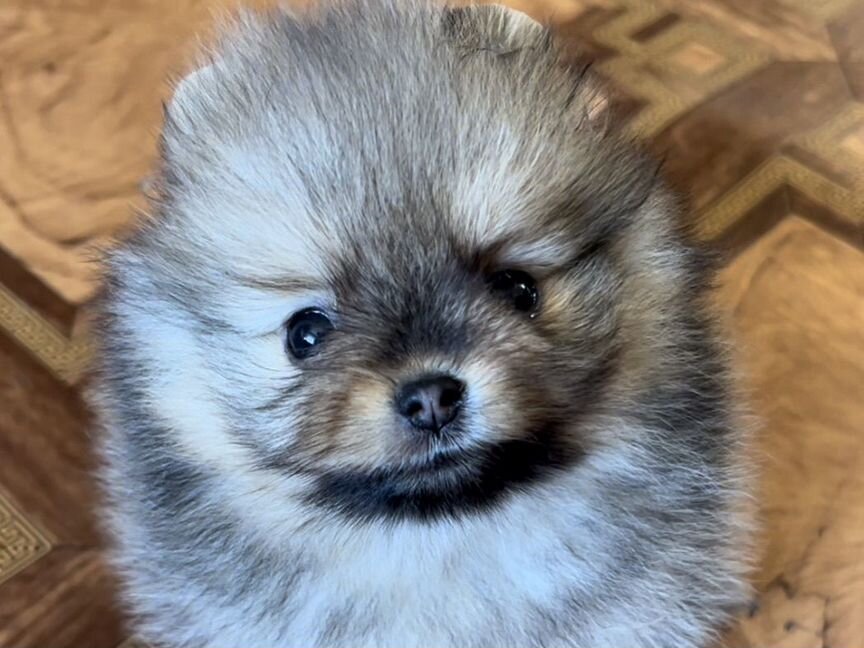 Померанский шпиц девочка