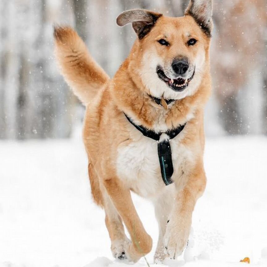 Собака в добрые руки