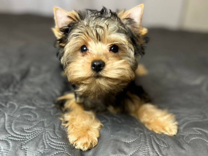 Щенок йоркширского терьера. Мальчик