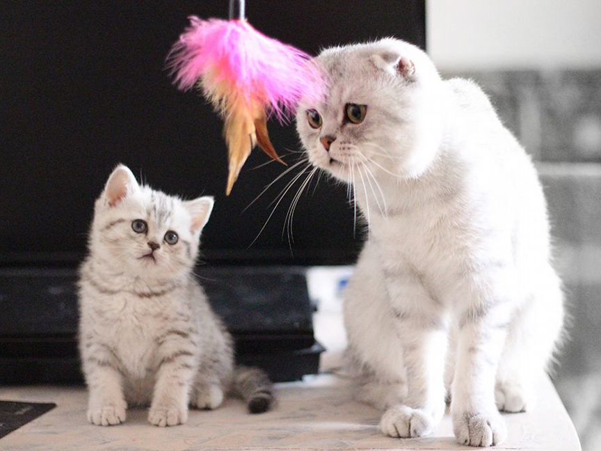Шотландский клубный котенок