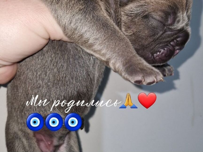 Щенки Кане Корсо окрас форментино,серый/выбор