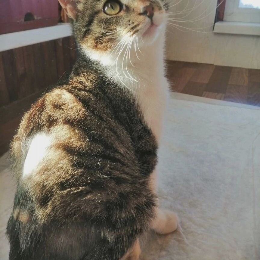 Кот Тимоха