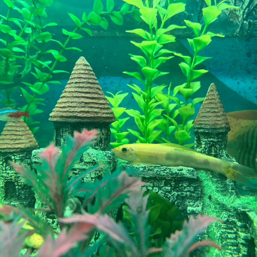 Сом лисичка