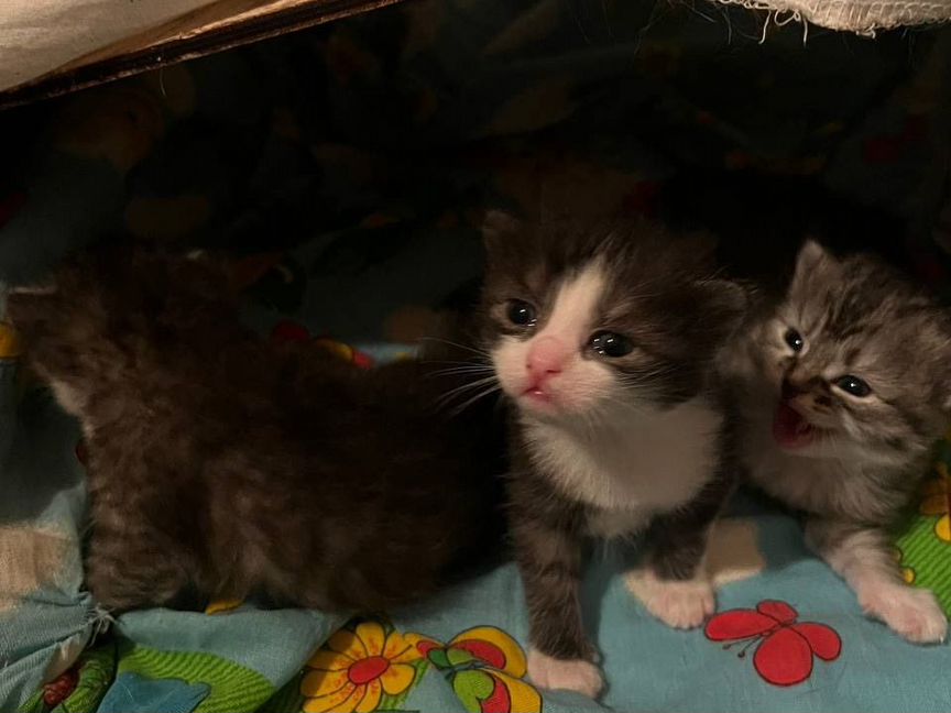Котята в добрые руки бесплатно