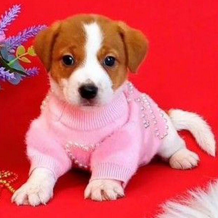 Джек-рассел-терьер, щенок