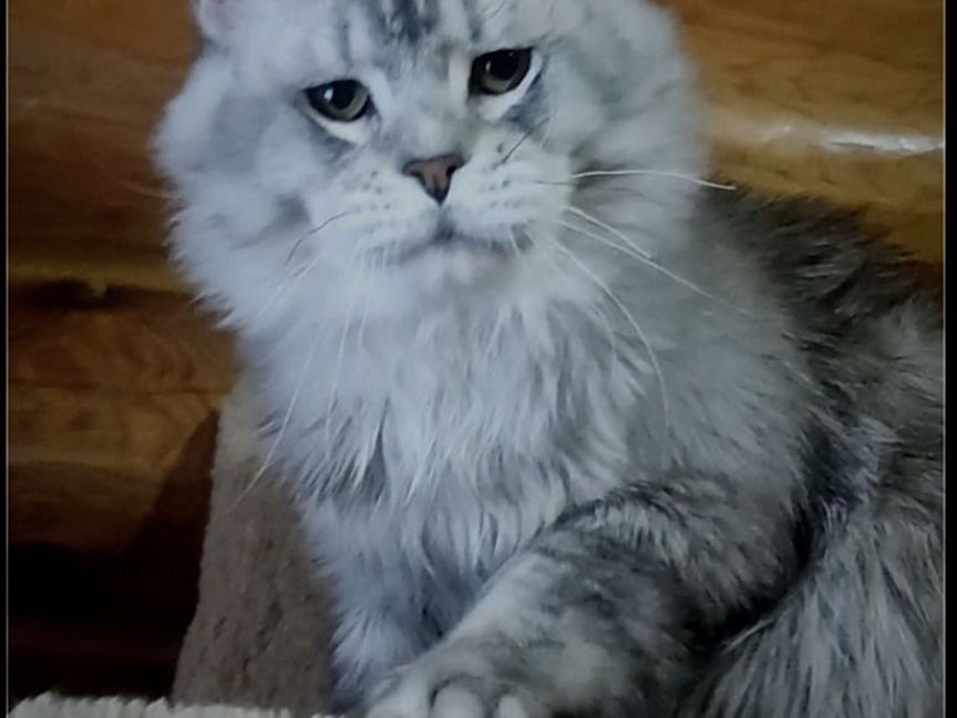 Котята мейн-кун
