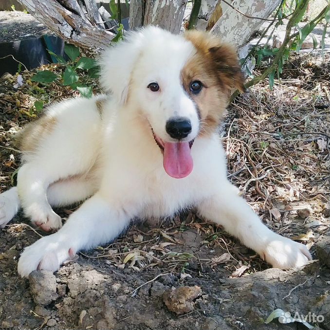 Щенок Жули в добрые руки