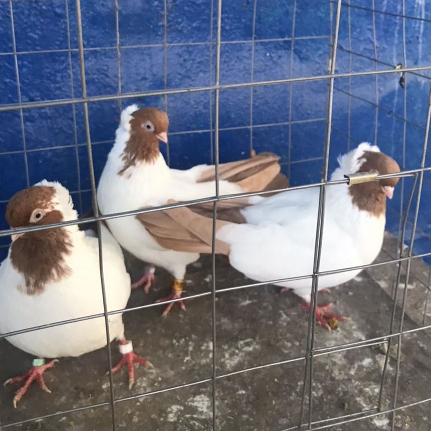 Голубь крестовые желтые