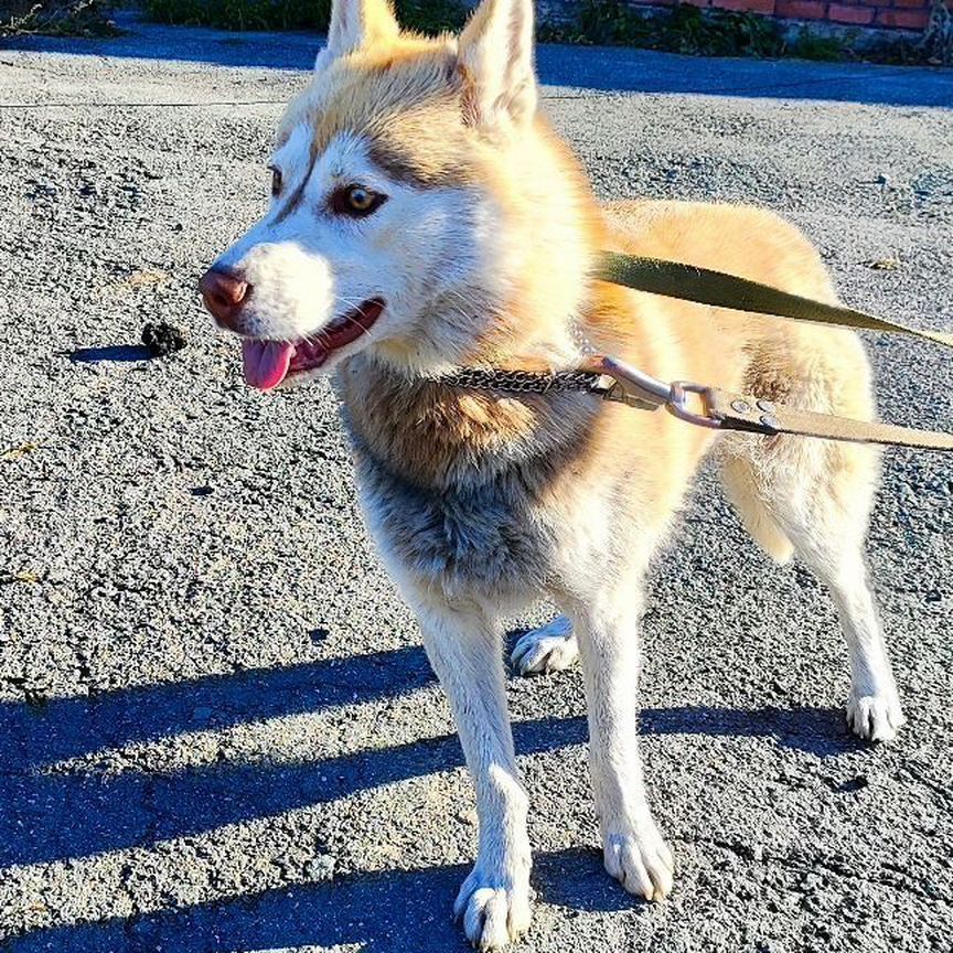 Щенок в добрые руки бесплатно