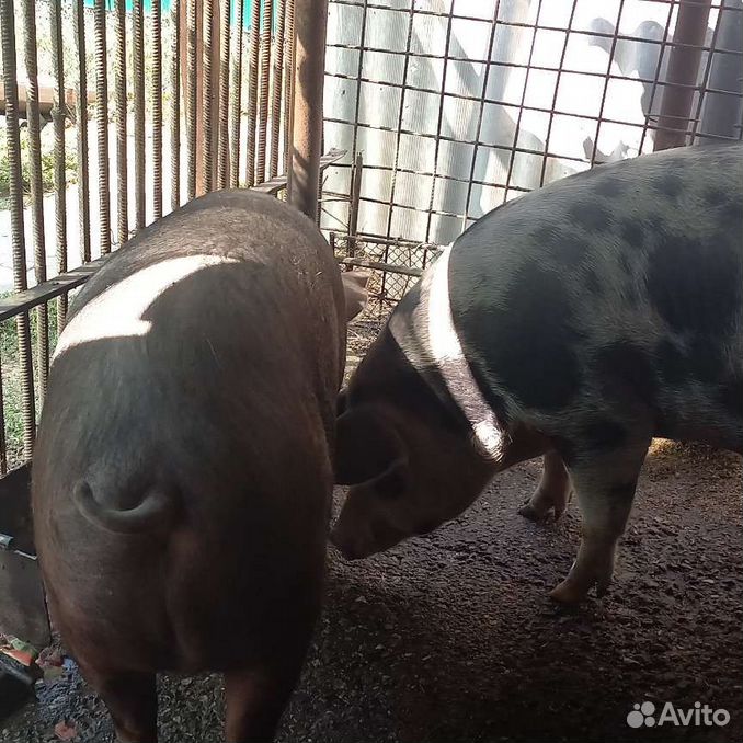 Свиньи живым весом
