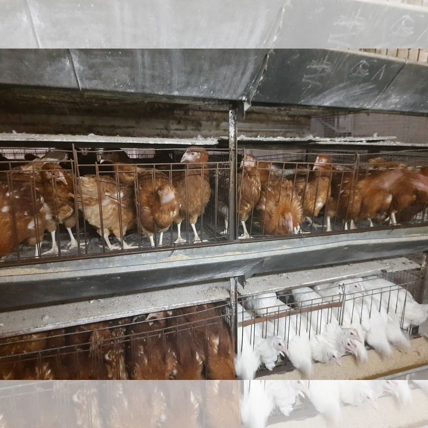 Куры Несушки Молодки Красные и Белые