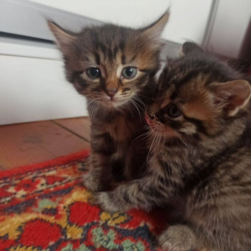Отдам котенка в добрые руки