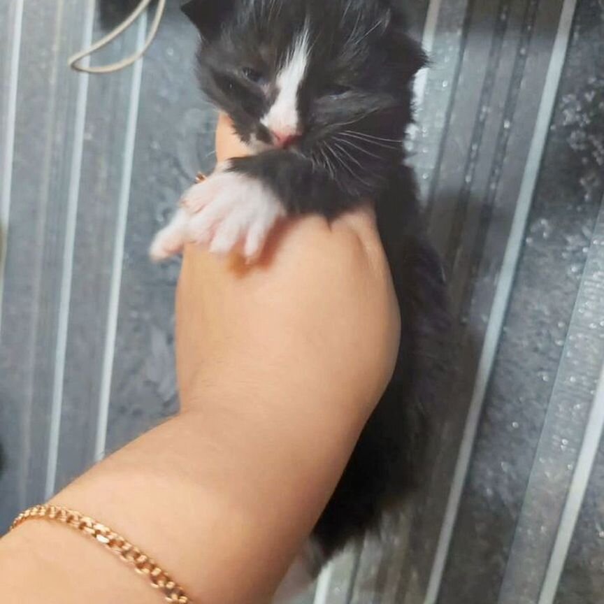 Мейкун котенок