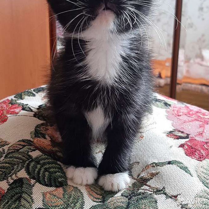 Озорные котята