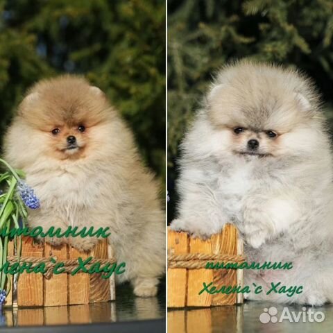 Кукольные малыши