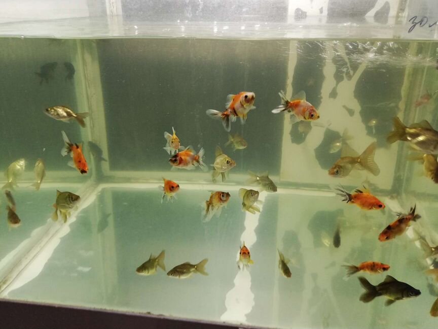 Золотые рыбки, оранды