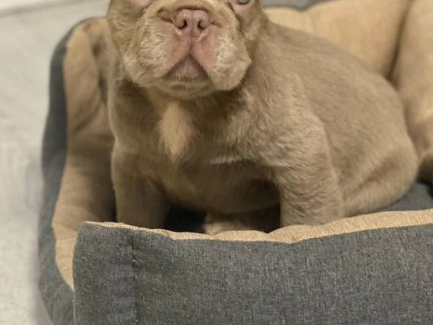 Мальчик Изабелла тан флаффи