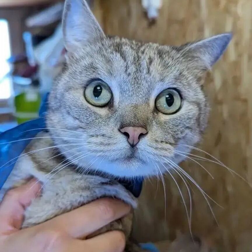 Взрослый кот в добрые руки