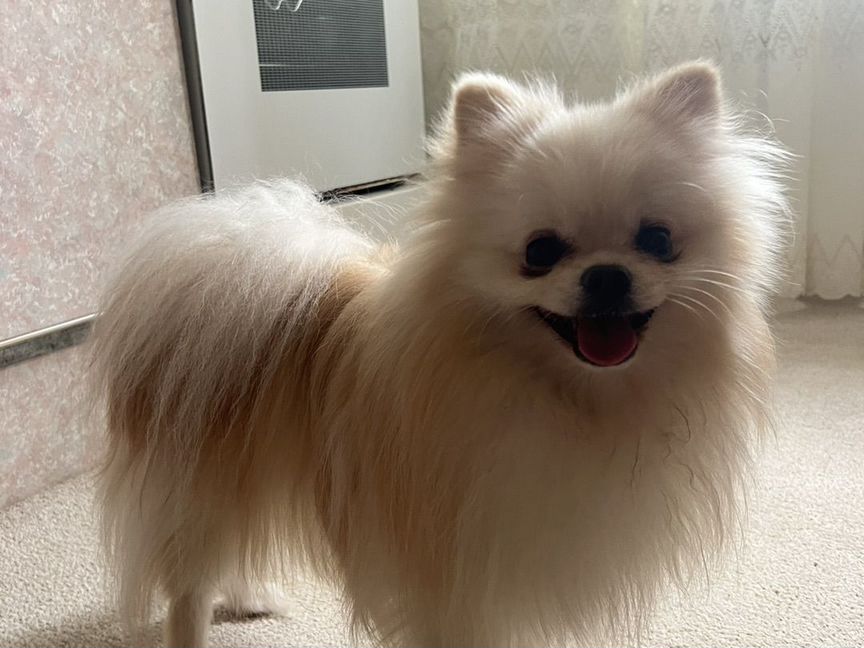 Щенок для вязки шпиц мини мальчик