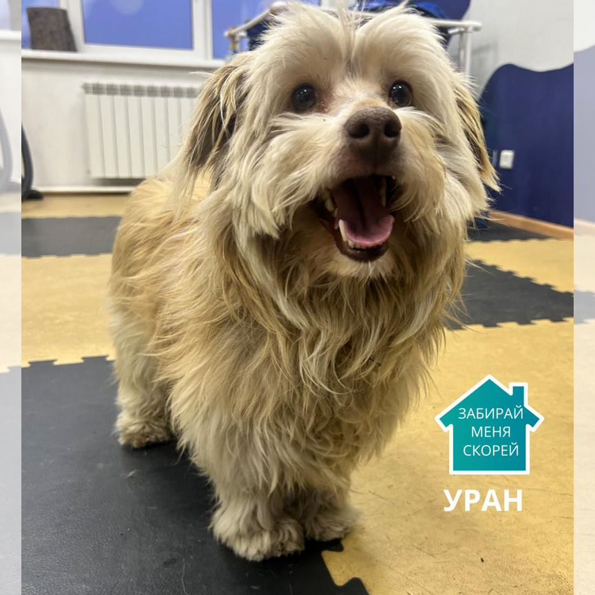 Взрослый пёс в добрые руки