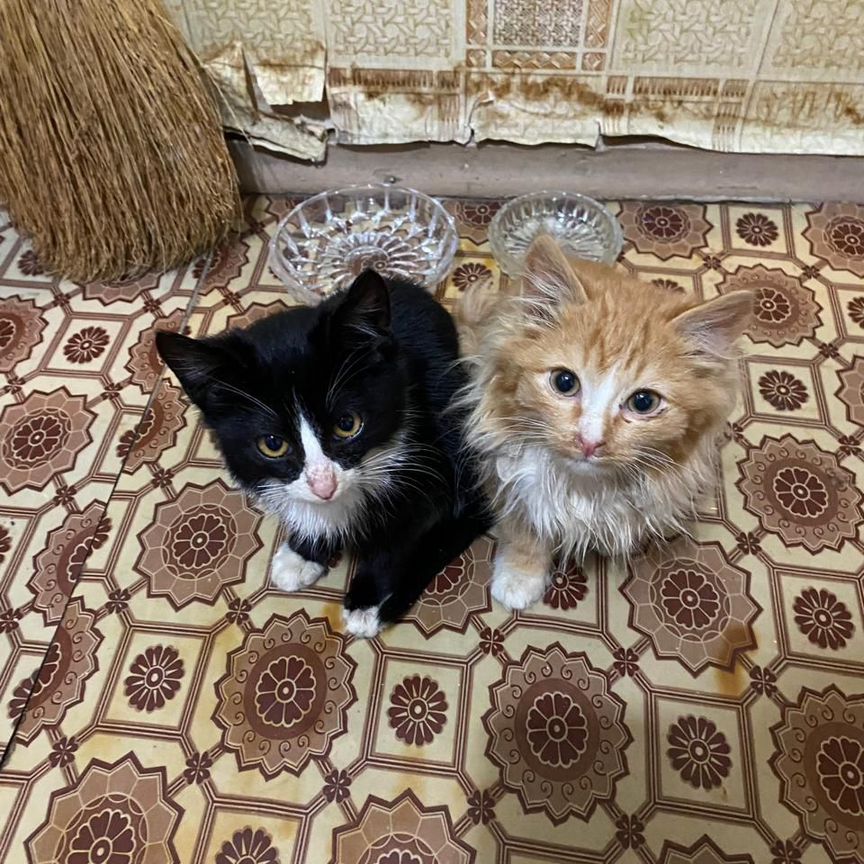 Рыжий котёнок на даче