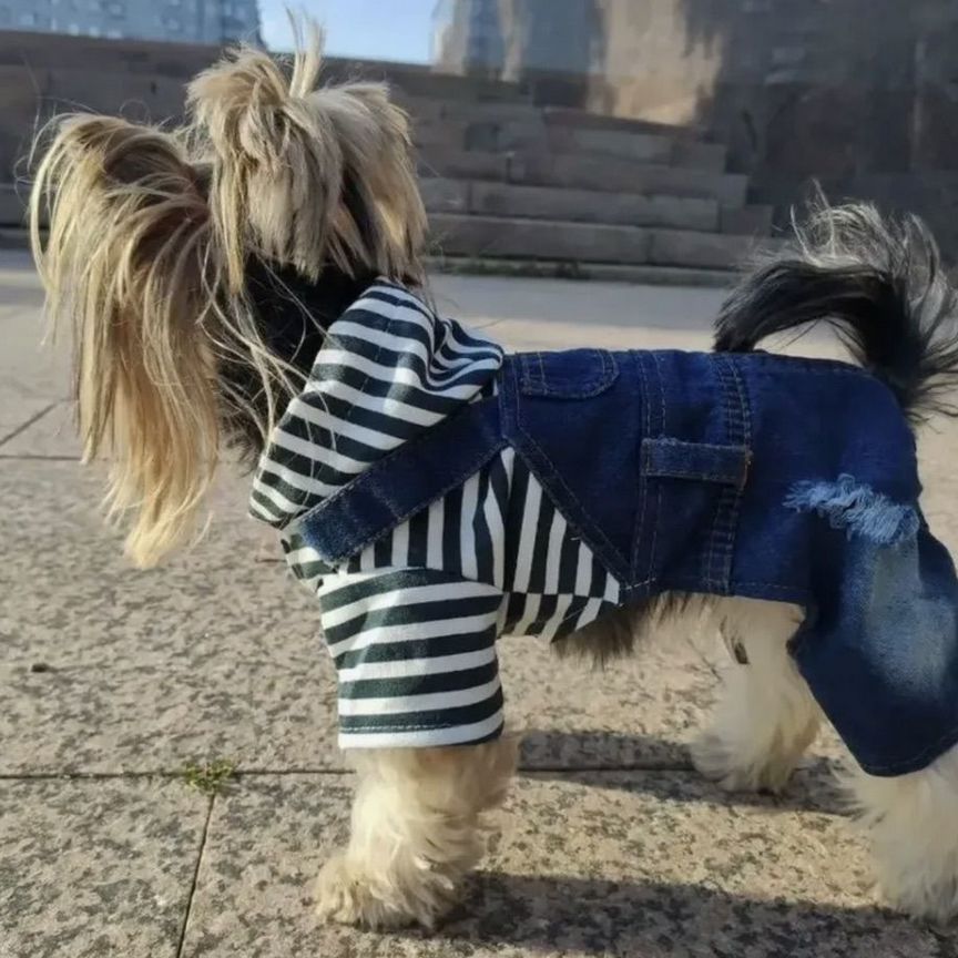 Одежда для маленьких собак