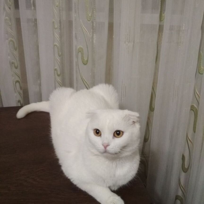 Шотландская вислоухая кошка белая