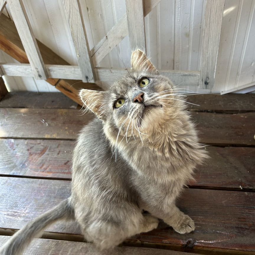 Кот