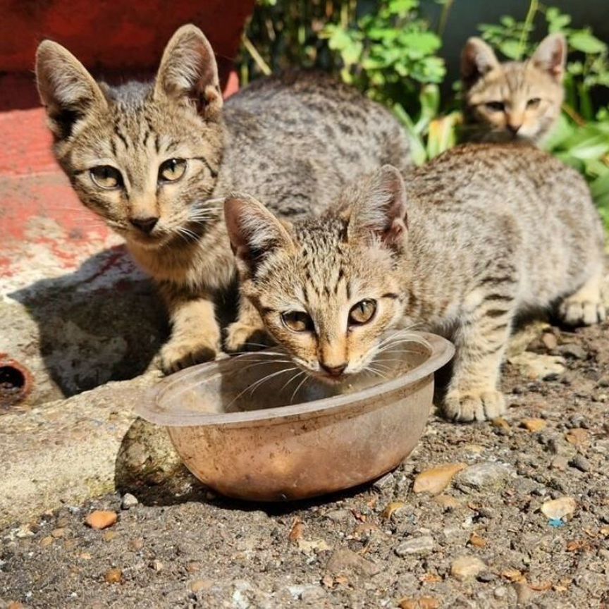 Котята породистые бесплатно выживают на улице