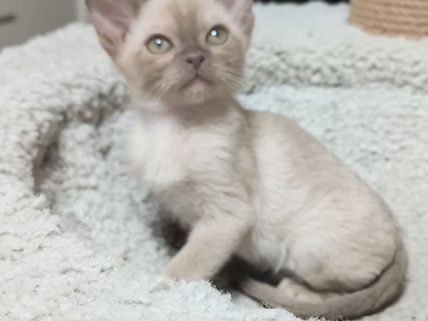 Бурманский шоколадный мальчик