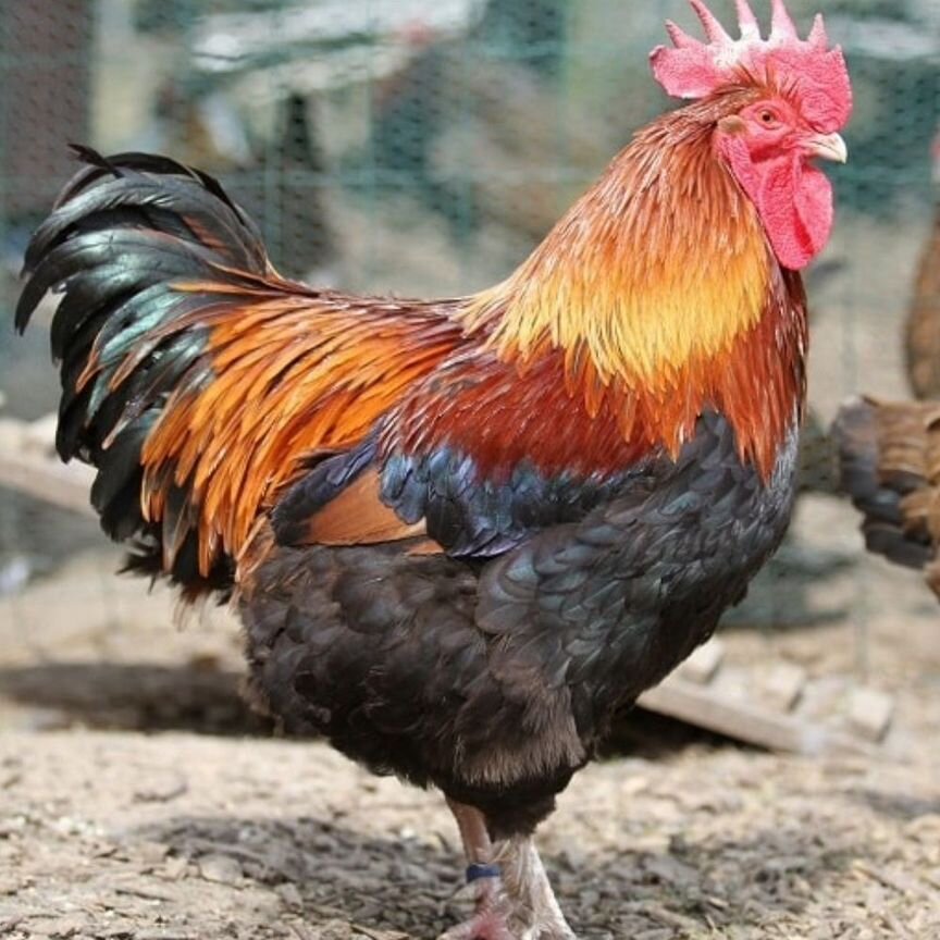 Молодые петухи