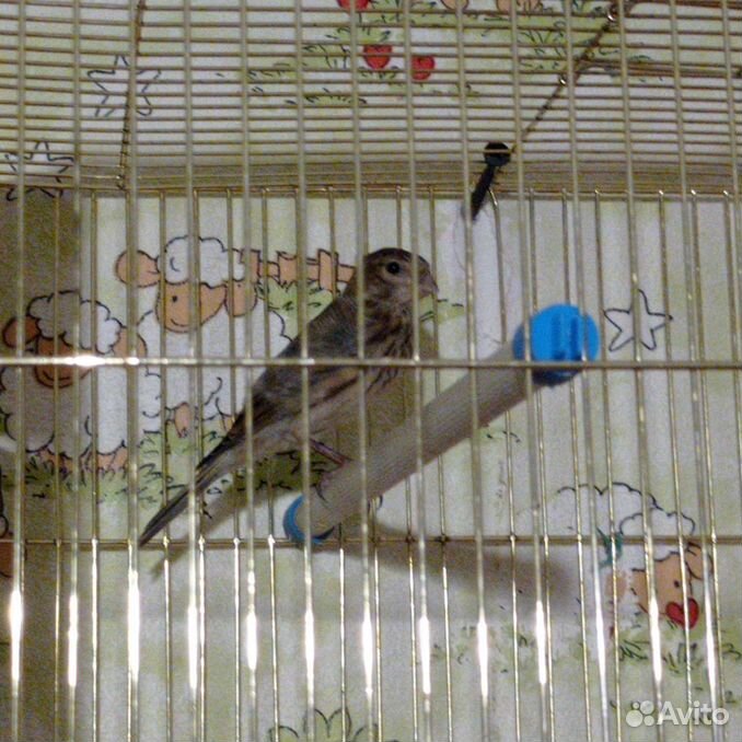 Гибрид щегла с канарейки