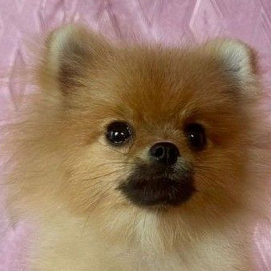 Шикарный шпиц мальчик