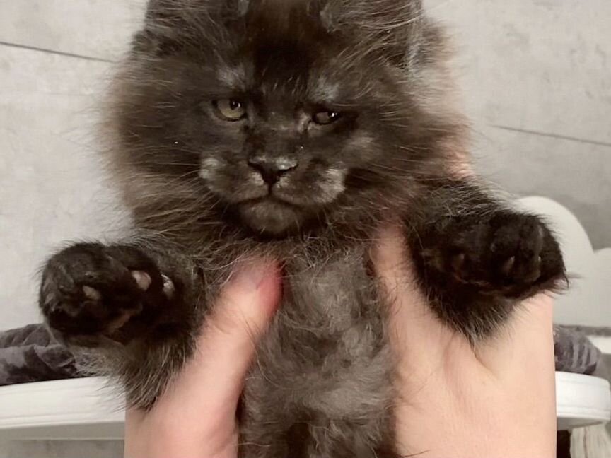 Роскошный кот мейн кун