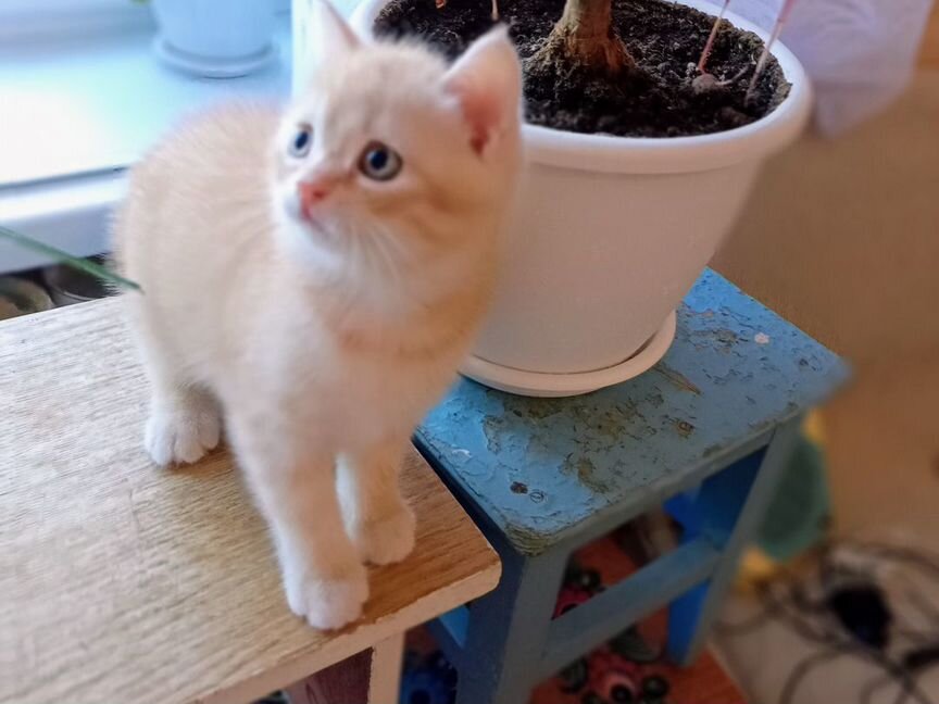 Красавец экзотик