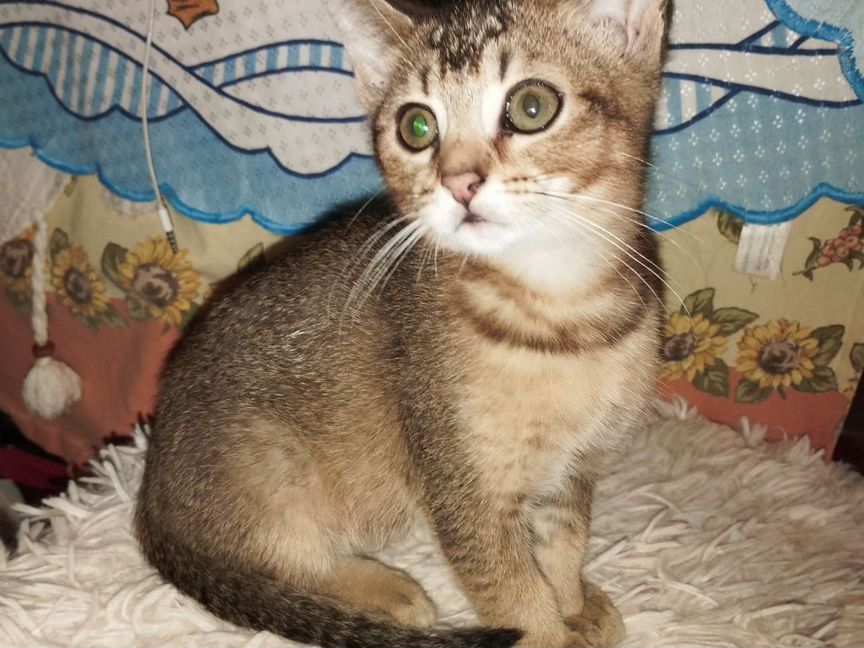 Абиссинские котята