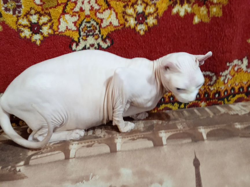 Породистые большие кошки