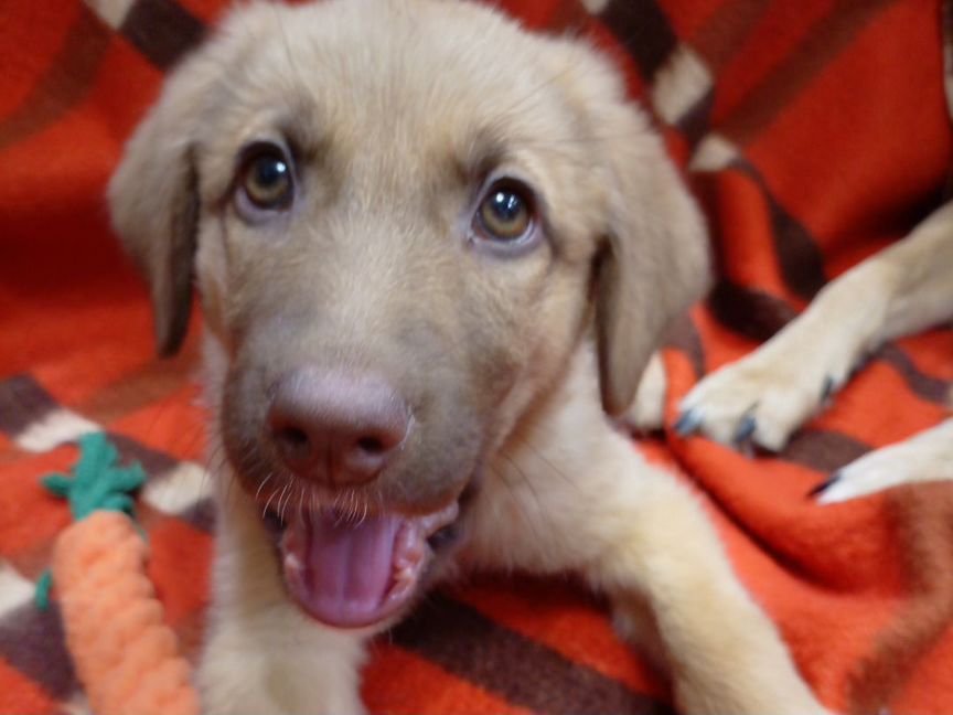 Щенок девочка стерилизована, привита, обработана