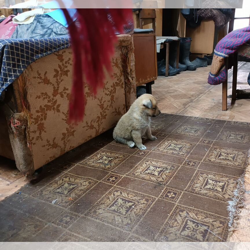 Восточносибирская лайка, щенок