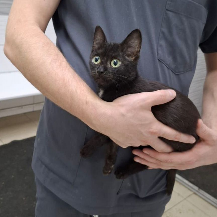 Котёнок в добрые руки