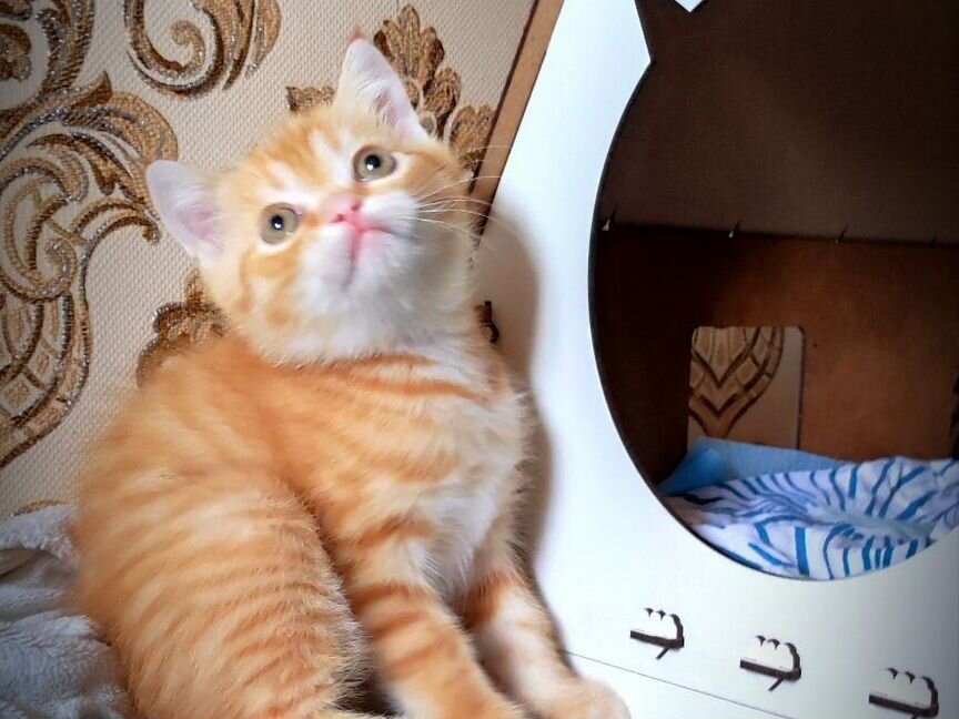 Шотландские мальчики