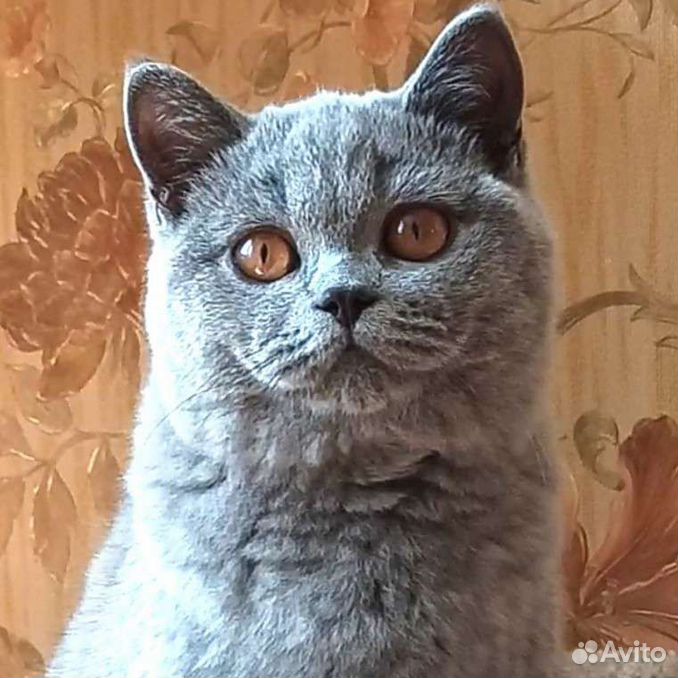Самый красивый британский котенок. Мальчик