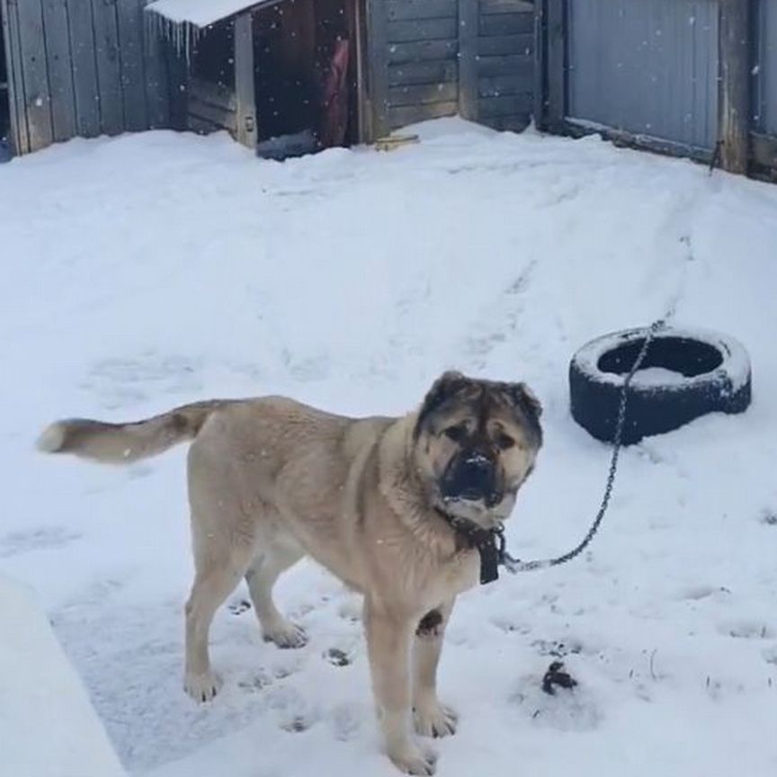 Кавказская овчарка, взрослый пёс