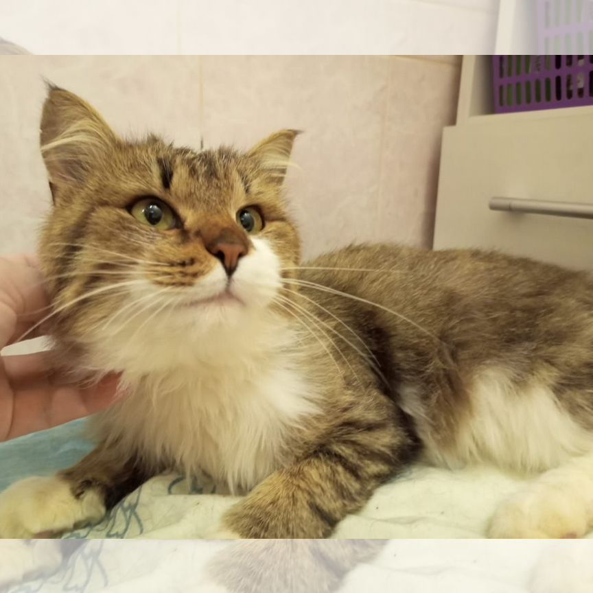 Котика Барона выбросили на улицу