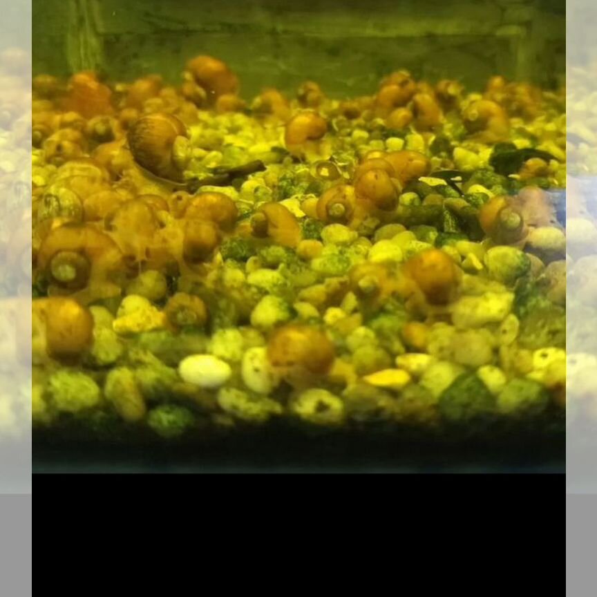 Улитки ампулярии