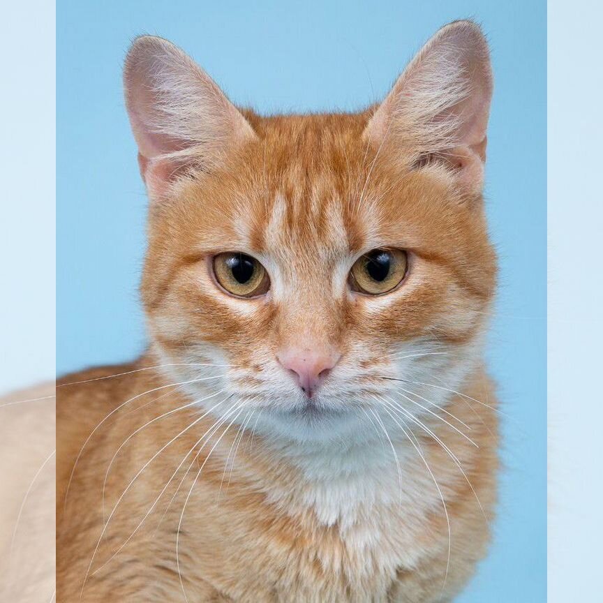 Взрослая, Девочка кошка в добрые руки