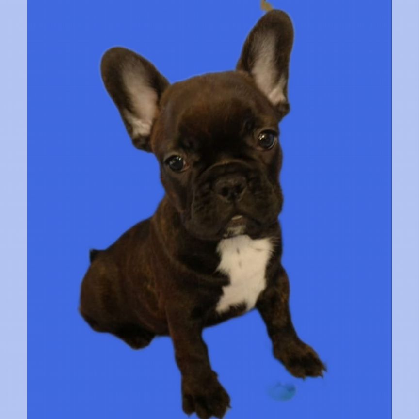 Француженка