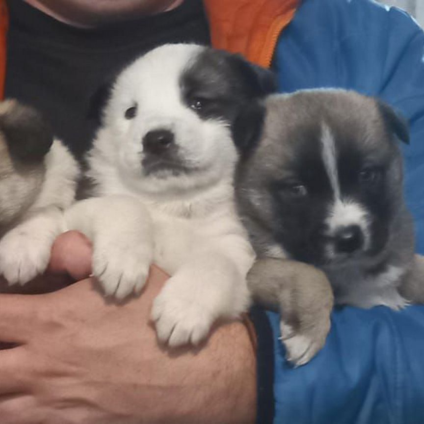 Отдам щенят в добрые руки